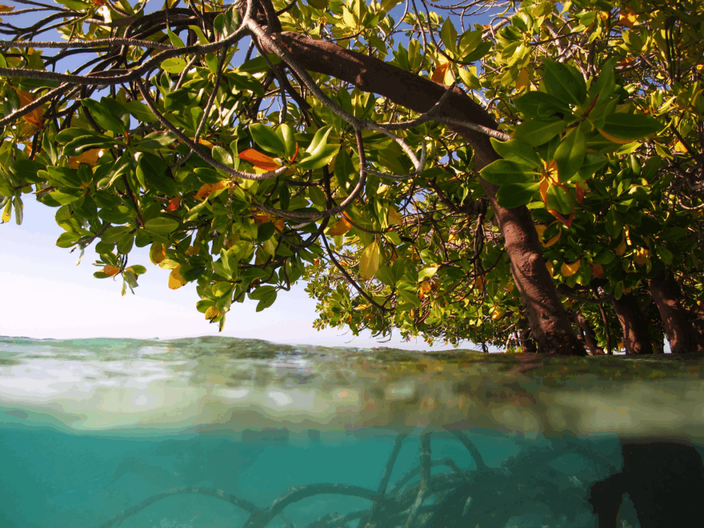 [Projet] Mikoko - Conservation et résilience des forêts de mangrove du ...